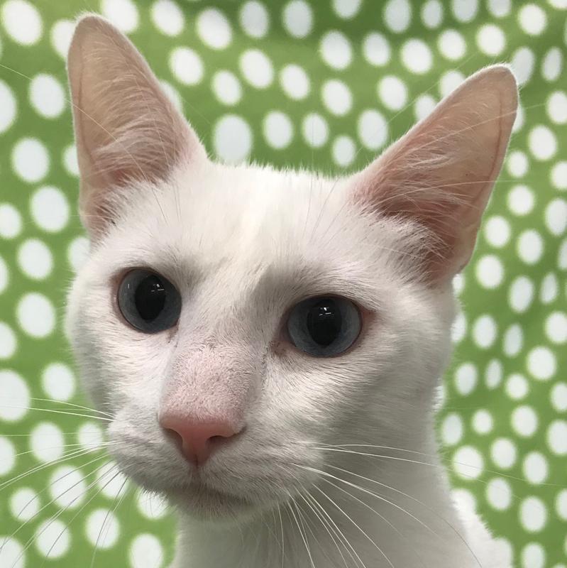 Gary cat