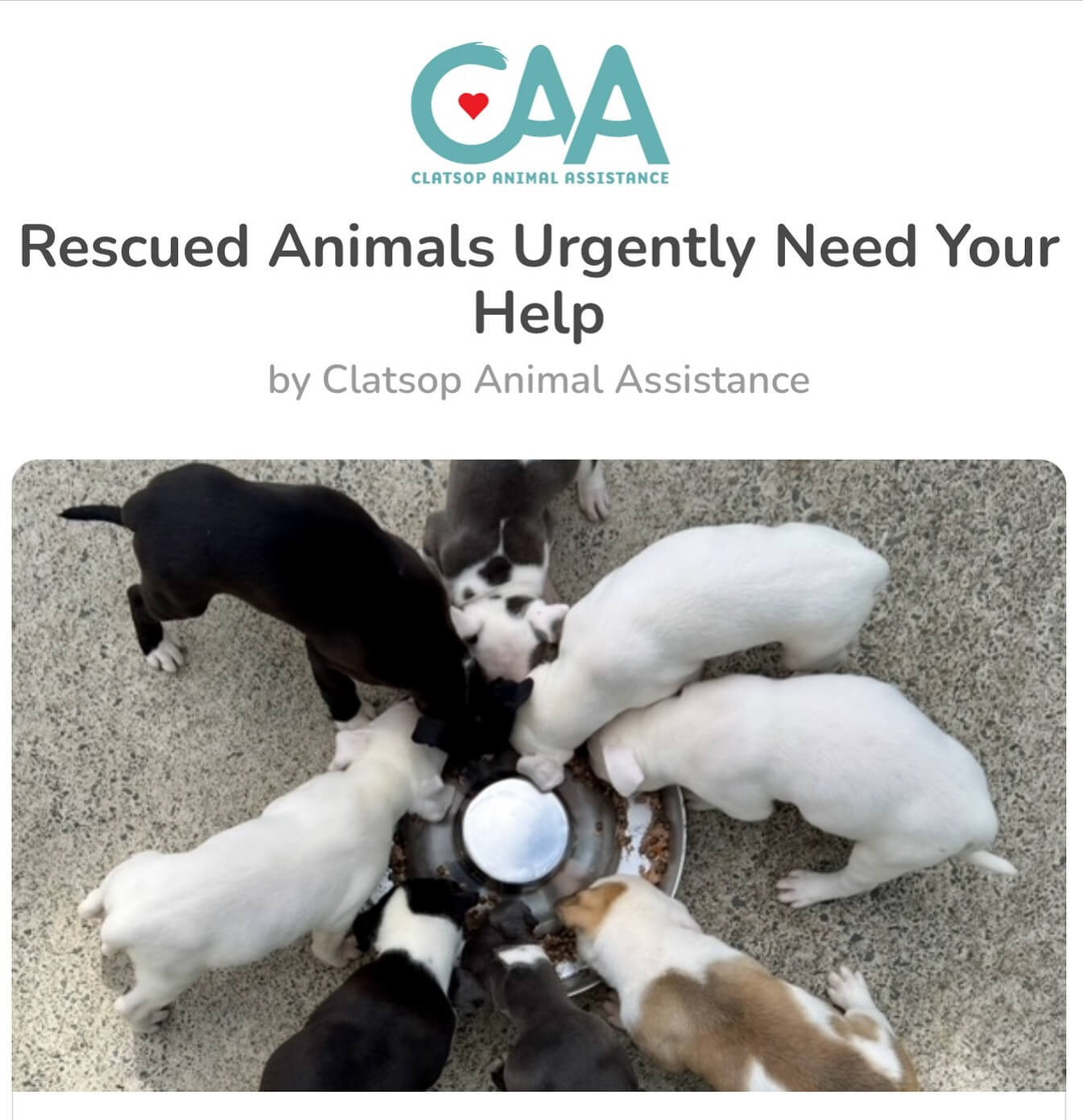 August 2025: Rescued Animals Urgently Need Your Help!