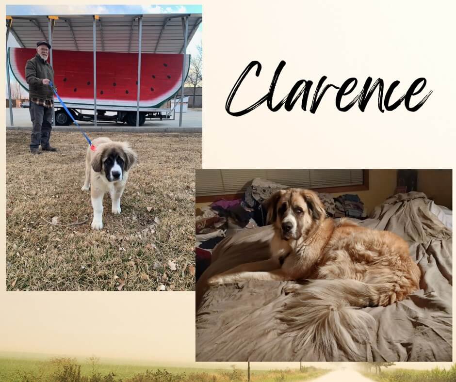 Success Story – Clarence