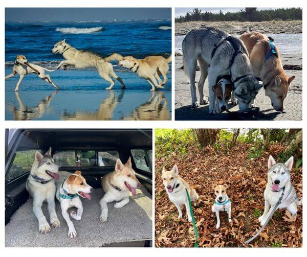 Success Story Sunday – Mabel, Miloh and Gideon